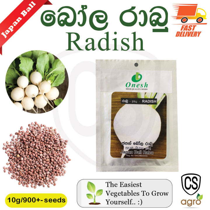 Radish Bola Rabu Japan Ball Quality Seeds Gardening Agriculture Home ...