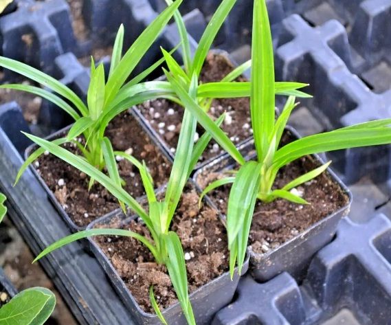 Rampe plant රම්පේ පැල | Daraz.lk