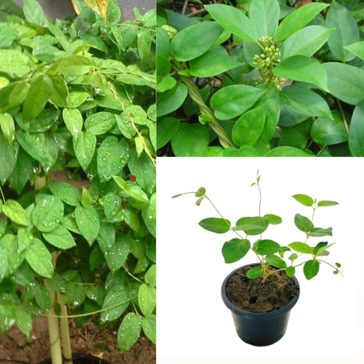 Gymnema ( Masbedda, මස්බැද්ද) Herbal Plant | Daraz.lk