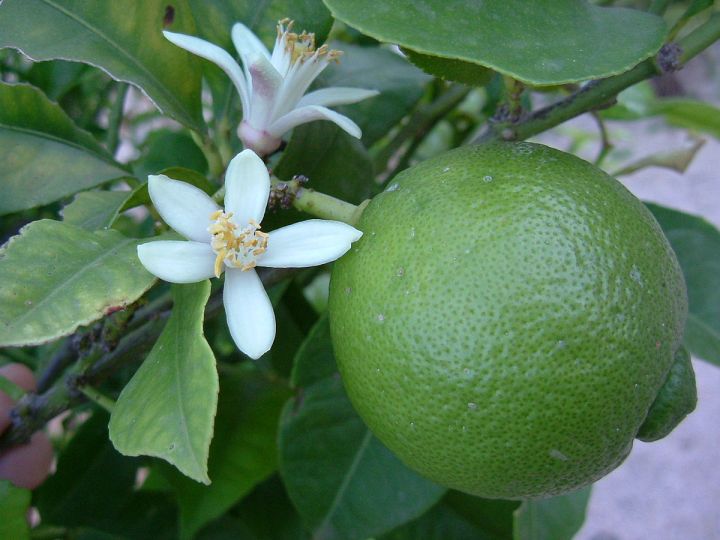 Lime Plant (Dehi Plant) | Daraz.lk
