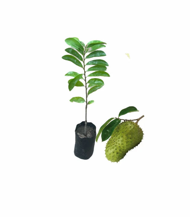 Katu anoda pala , deshiya katu anodha ,soursop plant | Daraz.lk