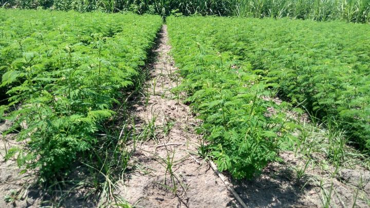 Veli masal/Hedge Lucerne/வேலி மசால்/Fodder seeds/Goat/Cow | Daraz.lk