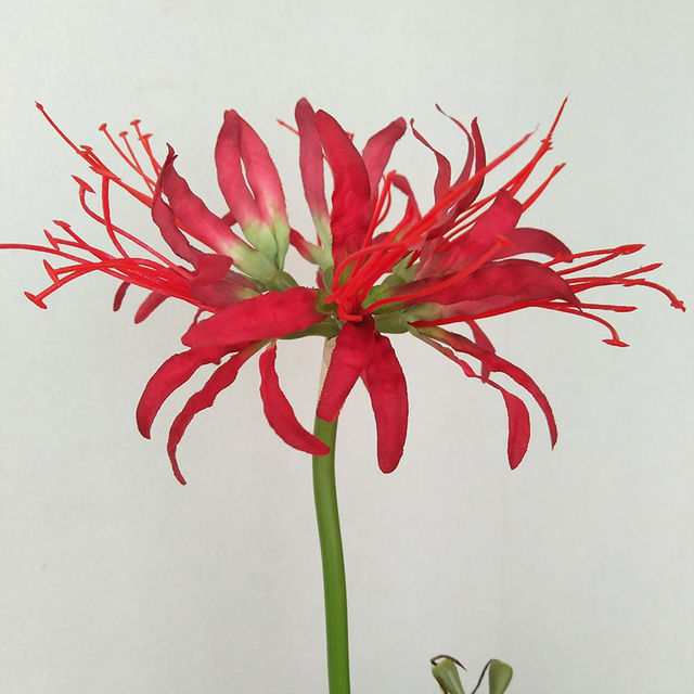 【Folio & Light】Artificial Red Spider Lilies Silk Flowers With Long Stem ...