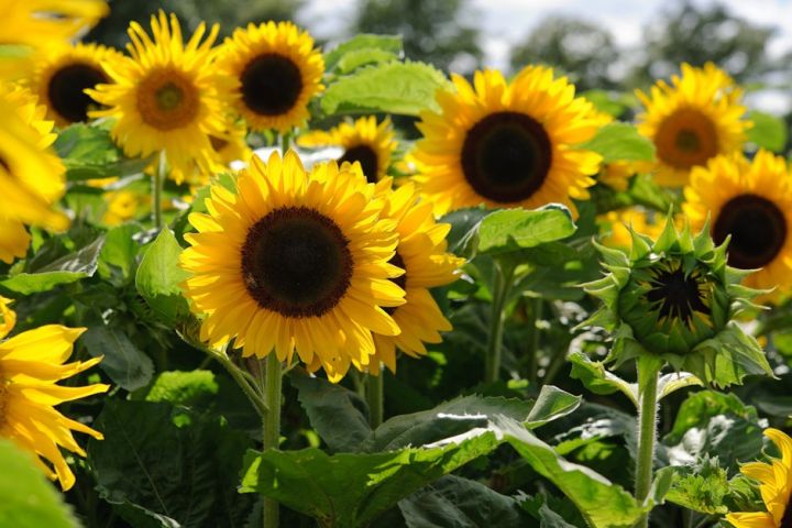 Sunflower Seeds Suriyakantha Beeja Gardening Agriculture Home CS Agro ...