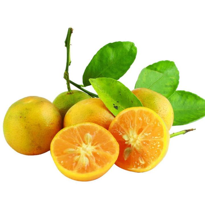 narang plant/nas narang/fruit plant | Daraz.lk