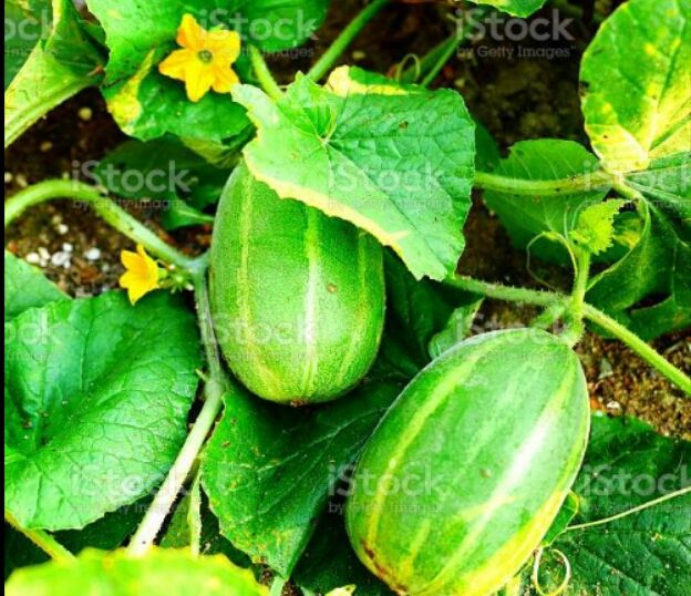 Kakiri Seeds For Home Garden | Daraz.lk