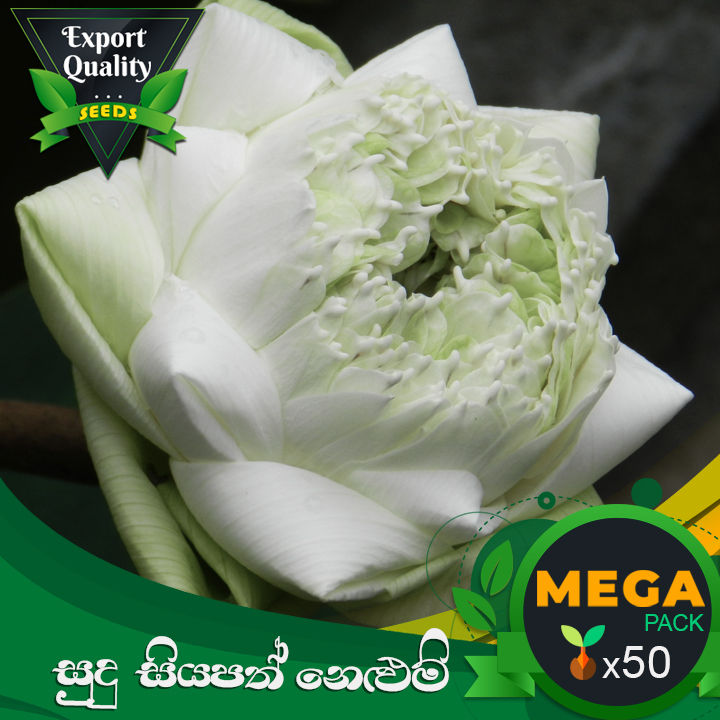 CeylonExpress - Export Quality White Siyapath Lotus (Nelumbo Perry's Giant Sunburst) Seed 50 PCs ...