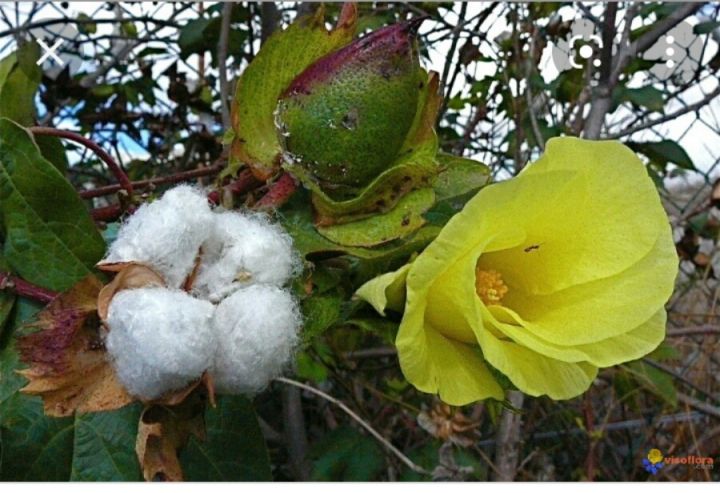 Kapu Pulun(Cotton) Ayurvedic Plant Seeds For Home Garden | Daraz.lk