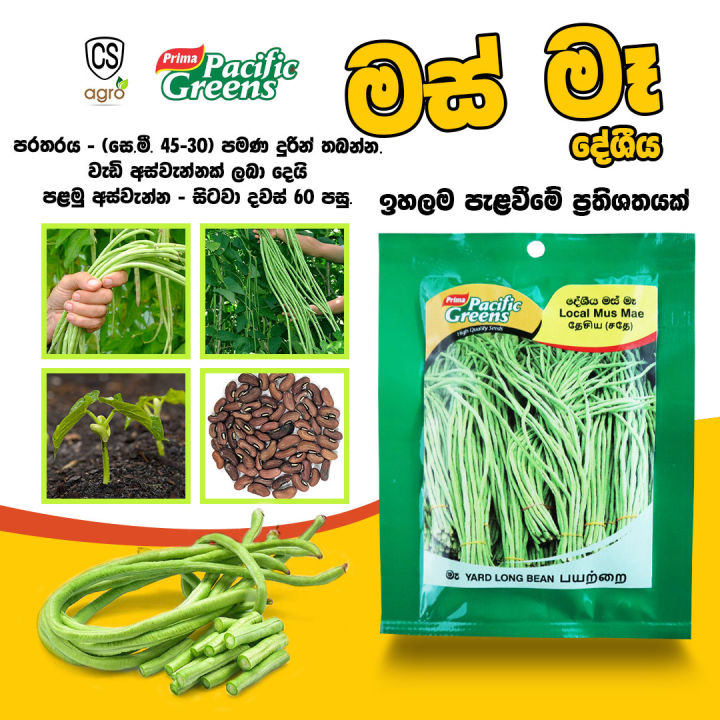 Local Mus Mae Yard Beans 10g Seeds Home Gardening Agriculture | Daraz.lk