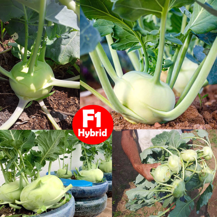 Knol khol Hybrid F1 seeds Home Garden Quality Vegetable seed | Daraz.lk