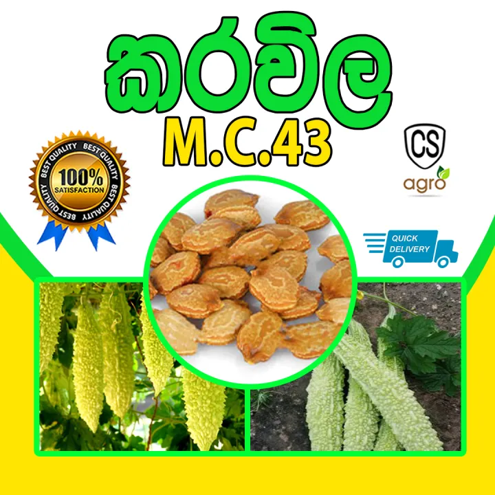 Bitter Ground M.C.43 Seeds, Karavila Beeja, 3g Home Gardening ...