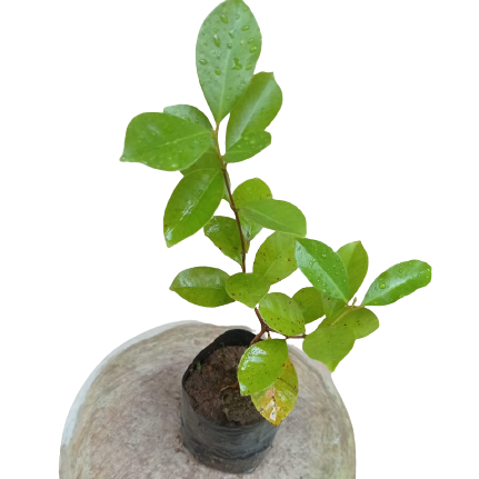 Cheena pera pala, abul pera, podi pera , strawberry guava plant | Daraz.lk