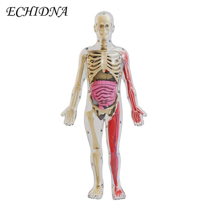 DIY: Detachable and easy-to-assemble human body structure model | Daraz.lk