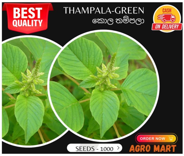 Thampala-green seeds - 1000 | Daraz.lk