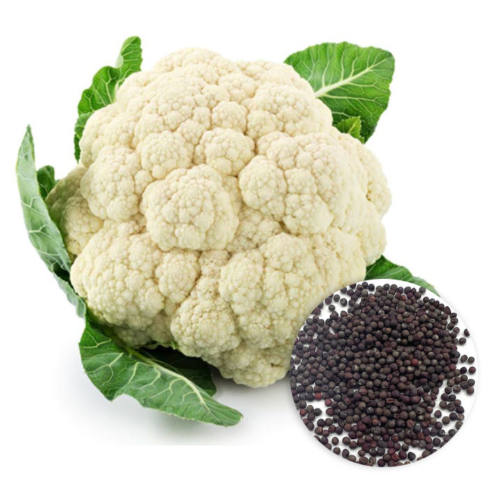 F1 Hybrid New Charming Snow Cauliflower Seeds 25 Mal Gowa Beeja | Daraz.lk