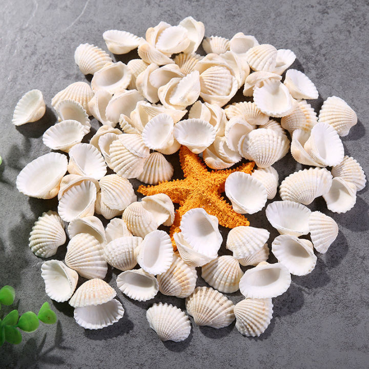 10pcs/Lot Mediterranean Sea Shell White Coconut Ocean Scallop Natural ...