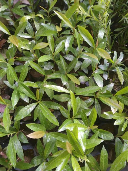 Mee plant ( මී පැල ) | Daraz.lk