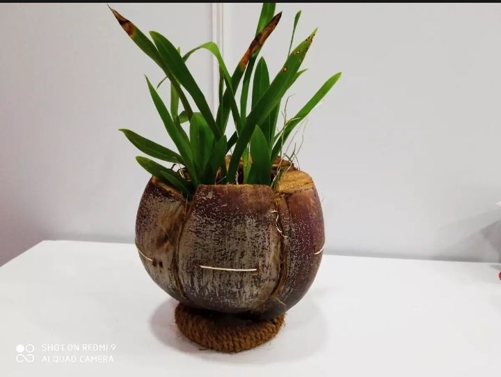 Coconut Shell Husk Flower Pot For Natural Orchid Plants | Daraz.lk