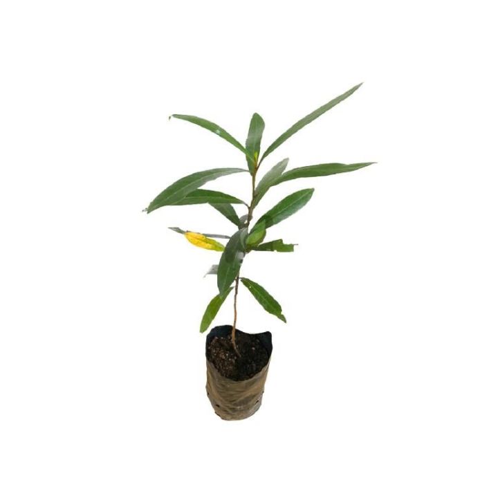 Natural kumbuk plant | Daraz.lk