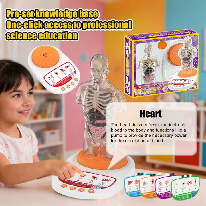 Anatomy Learning Kit Interactive Human Anatomy Model for Kids Aged 8-13 ...