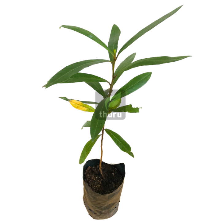 Kumbuk Plant ( කුඹුක් පැල ) | Daraz.lk