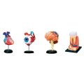 Human Body Model Removable Parts Education Organs Model(Eyeballs ...
