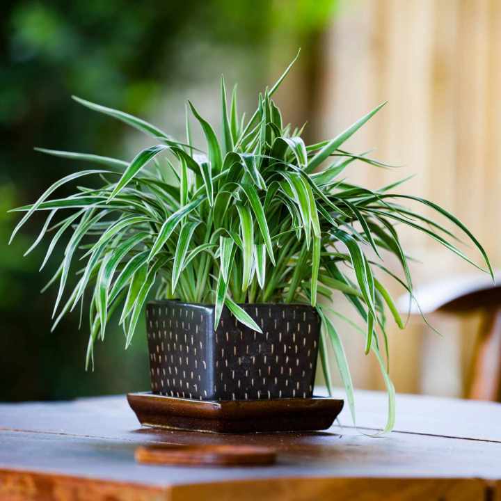 Spider Plant | Daraz.lk: Buy Online at Best Prices in Srilanka | Daraz.lk