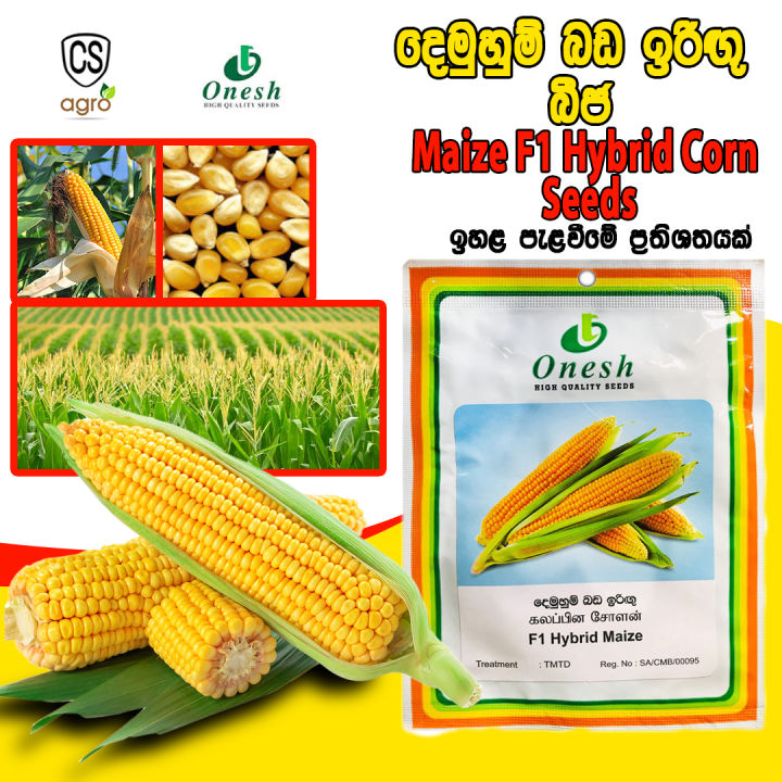 Maize F1 Hybrid Corn Seeds 99% Gardening Agriculture Onesh | Daraz.lk