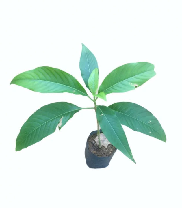 Pawatta Plant , medical plant. | Daraz.lk