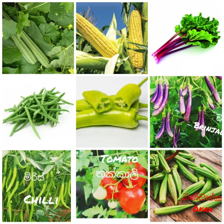 Vegetable seed/seeds/gova/bada irigu/vatakolu/malu meris/bonci/plant ...