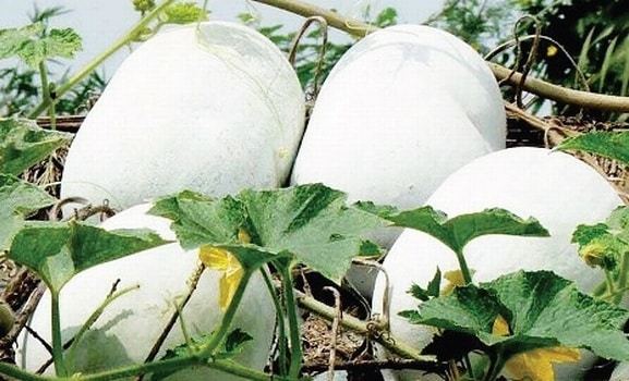 alu puhul, ash gourd seeds pack | Daraz.lk