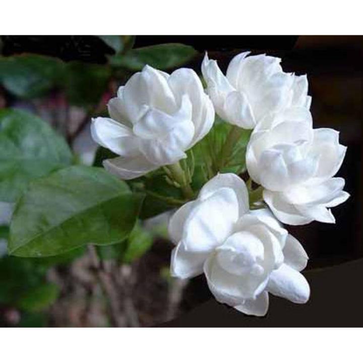 Rosa Pichcha Flower Plant | Daraz.lk