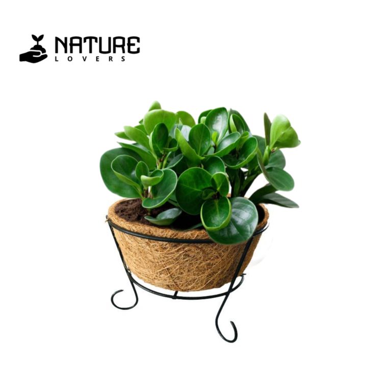 Table Flower Vase | Standing Coir Pot | Daraz.lk