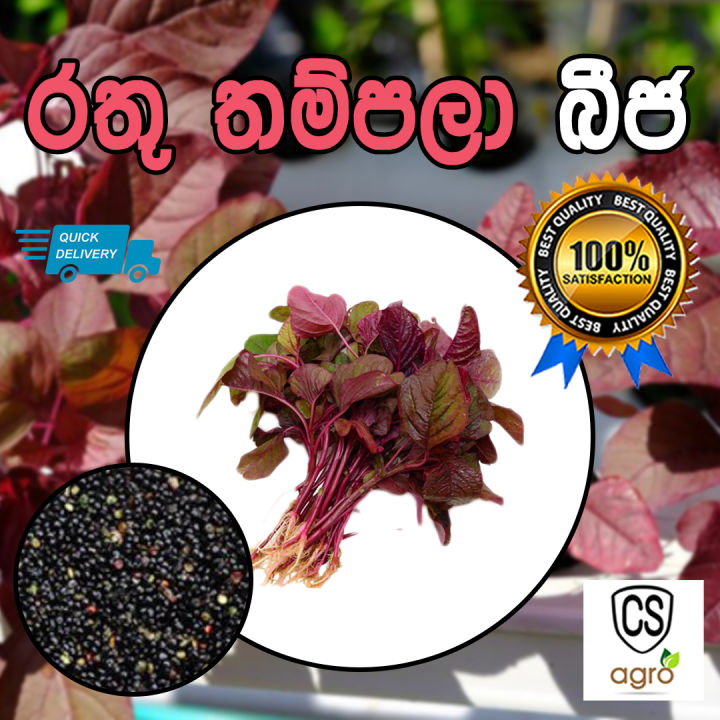 Thampala Red Seeds Gardening Agriculture Pigweed Green Amaranth | Daraz.lk