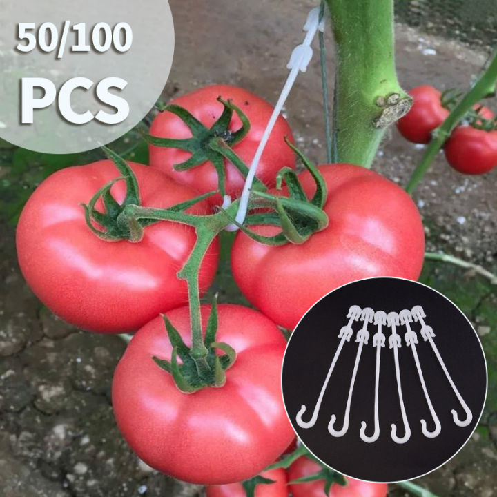 50/100pcs Tomato J Hooks Plastic Grape Vine Cherry Fixed Buckle ...