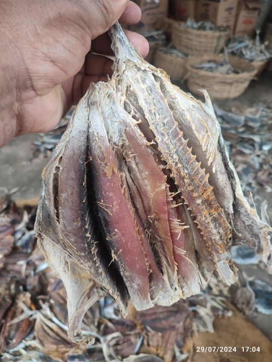 Dried Balaya from Kinniya - 1kg- කිණ්නියාවේ බලයා - சூரன் மீன் கருவாடு ...