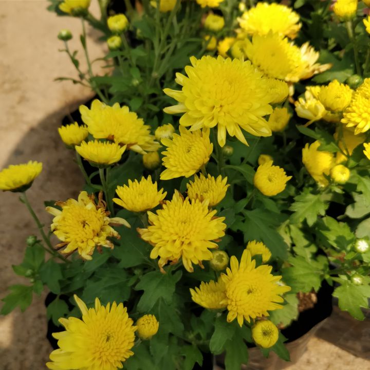 Natural Kapuru Plants (කපුරු පැල) plants | Daraz.lk