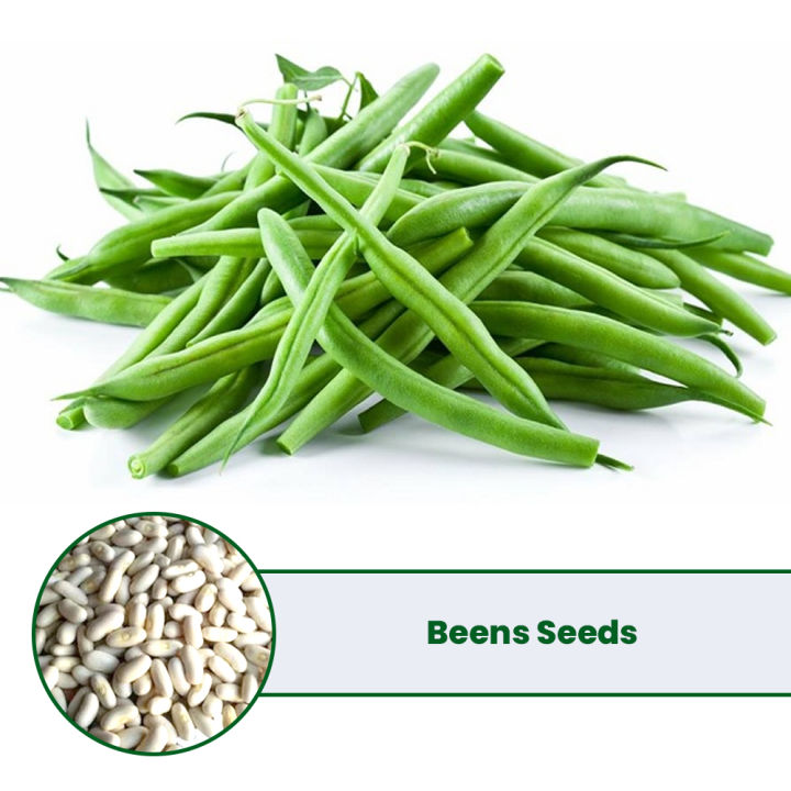 Beens Seeds 3g - High Quality Premium Seeds | Daraz.lk