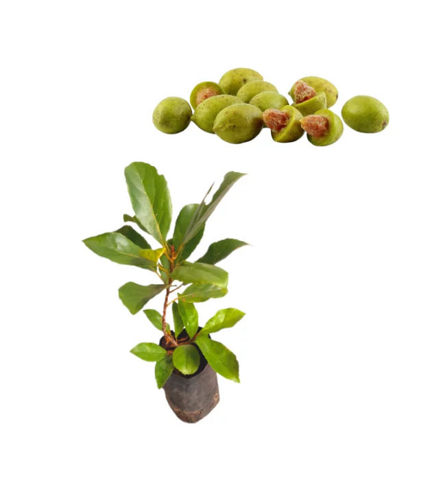 Veralu (Ceylon Olives) plant | Daraz.lk