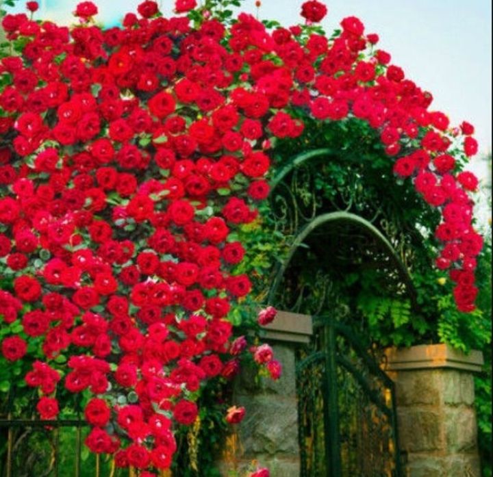 Roses, Rose Vines, potted plants, climbing vines, climbing walls, and ...