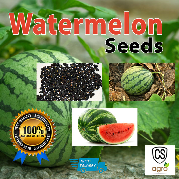 Watermelon Seeds Gardening Agriculture Home CS Agro | Daraz.lk
