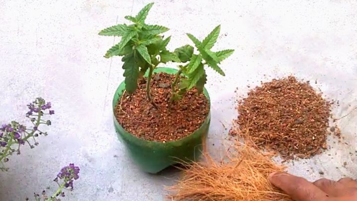 Coconut Husk Powder | Daraz.lk