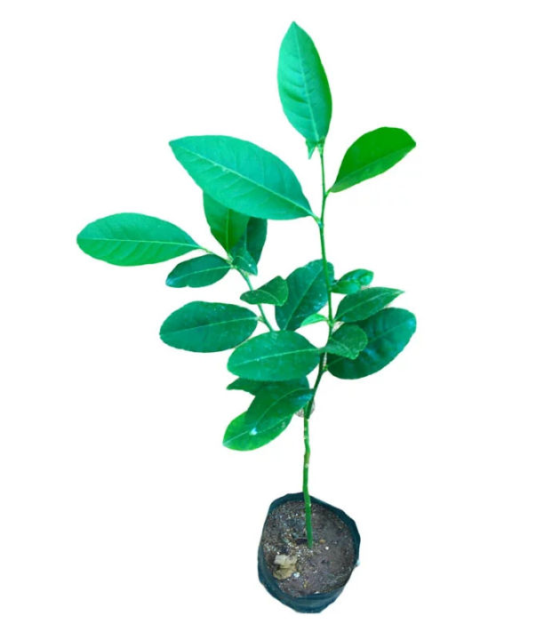 Lemon plant , diga dehi , dehi pala | Daraz.lk