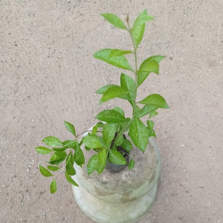 Marathondi, henna plant , medical plant. | Daraz.lk