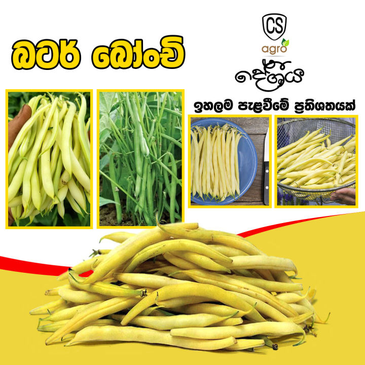 Butter Bush Bean Seeds paduru bonchi beeja Home Garden Plant ...