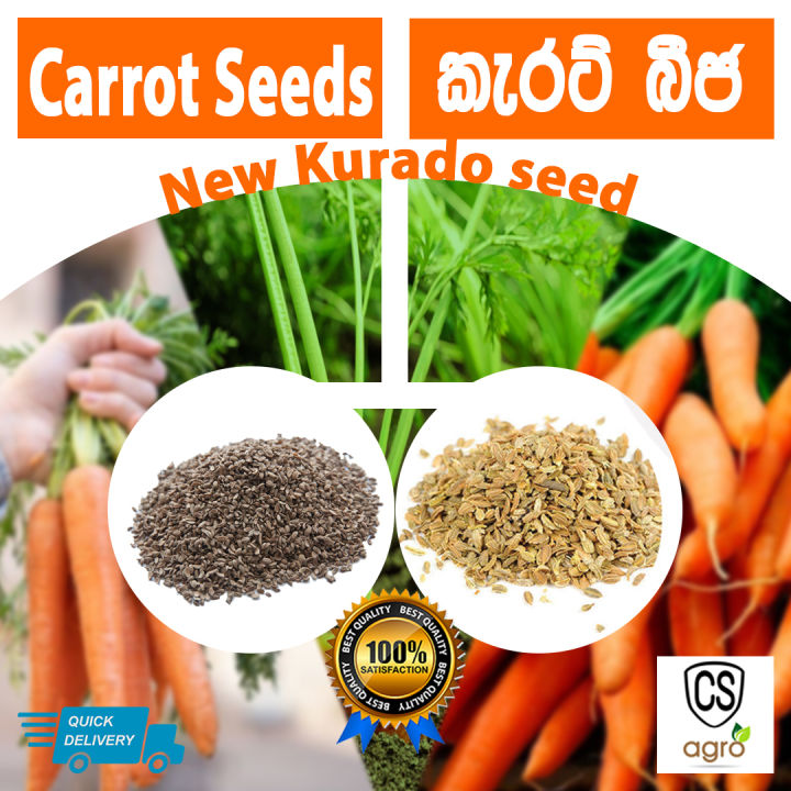 Carrot Seeds New Kurado seed Gardening Agriculture Home Beeja | Daraz.lk