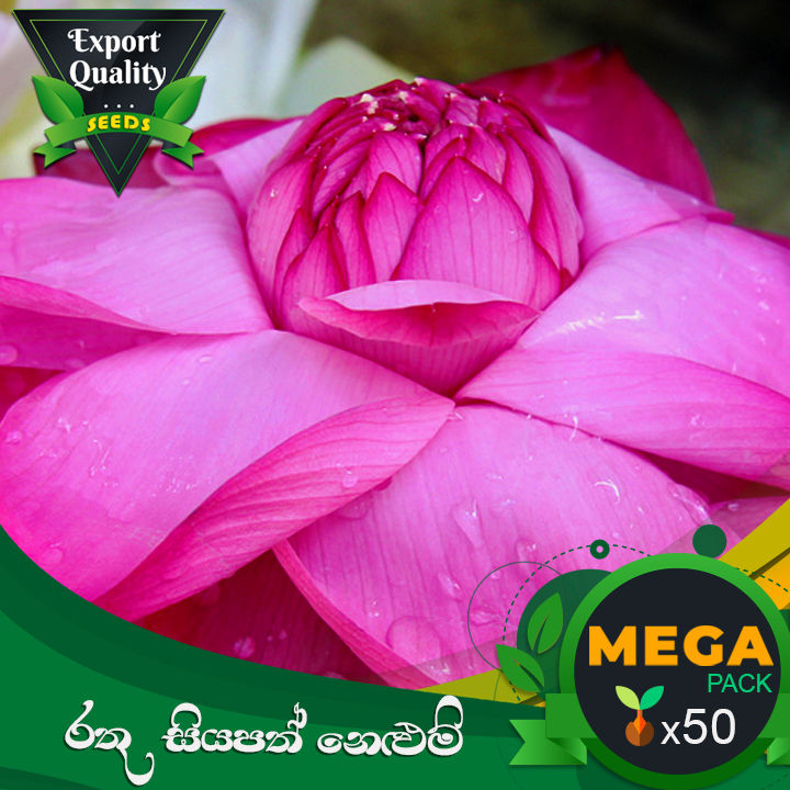 CeylonExpress - Export Quality Red Siyapath Lotus (Nelumbo Perry's ...