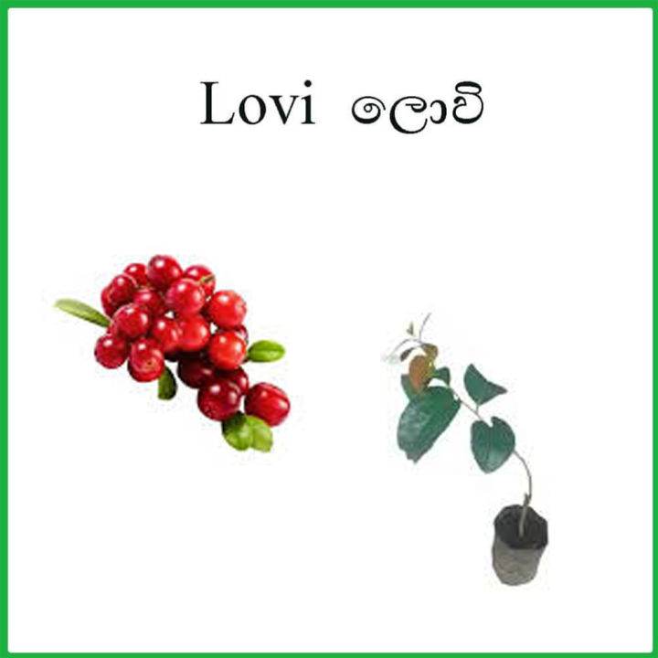 Lovi fruit plant | Daraz.lk: Buy Online at Best Prices in Srilanka ...