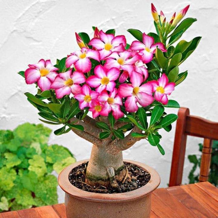Japan Araliya Plant (බොන්සායි කල හැකි පැල) | Daraz.lk