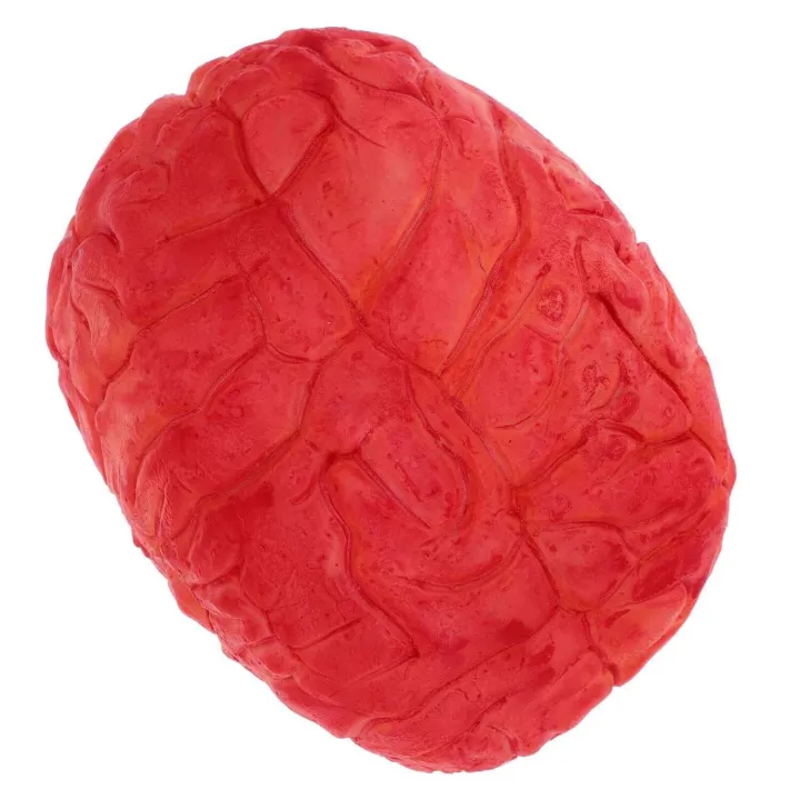 Life Size Realistic Human Brain Props Scary Squeezable Fake Body Parts ...